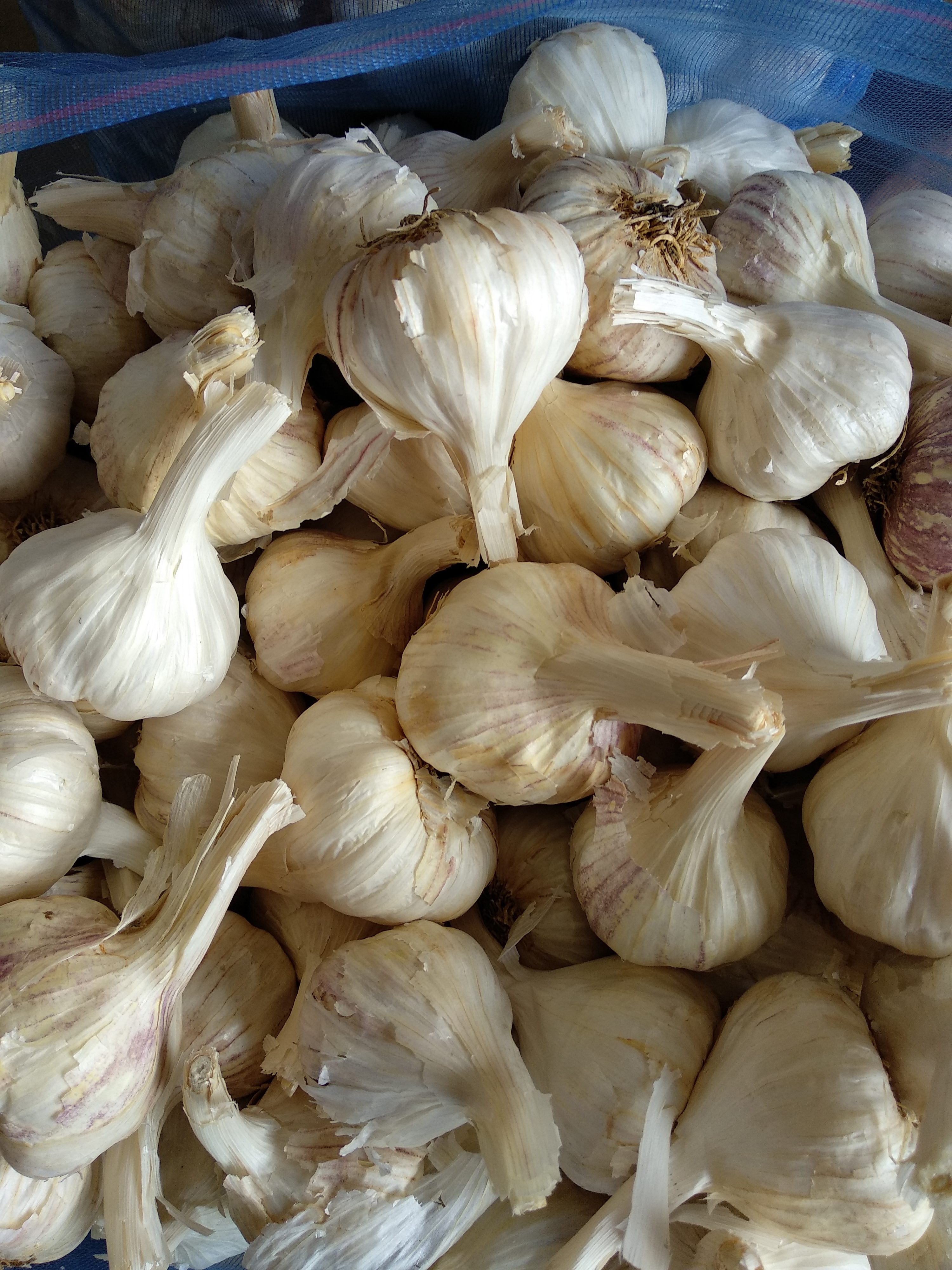 Fresh Conventional Garlic - Naveen Vegetable Company